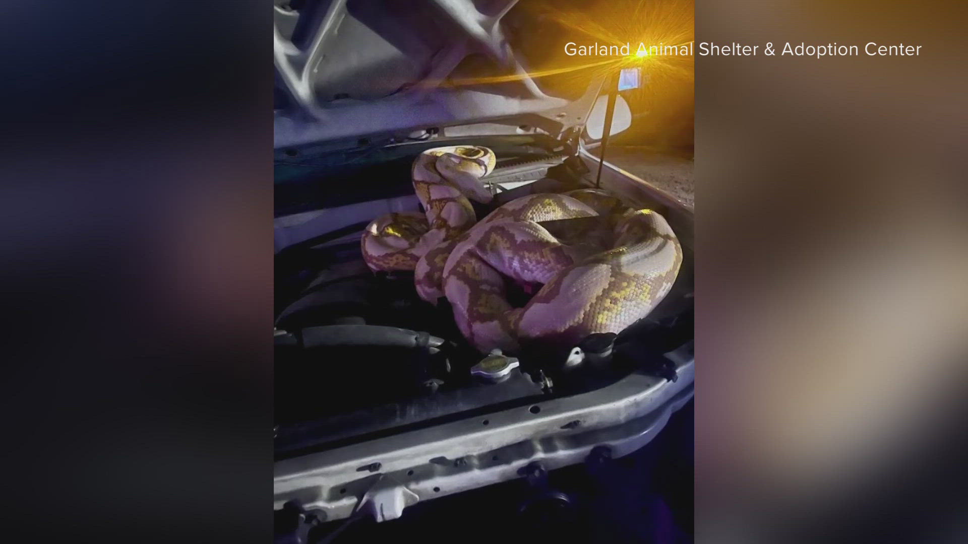 Garland, Texas: Animal control captures 15-foot python | kens5.com
