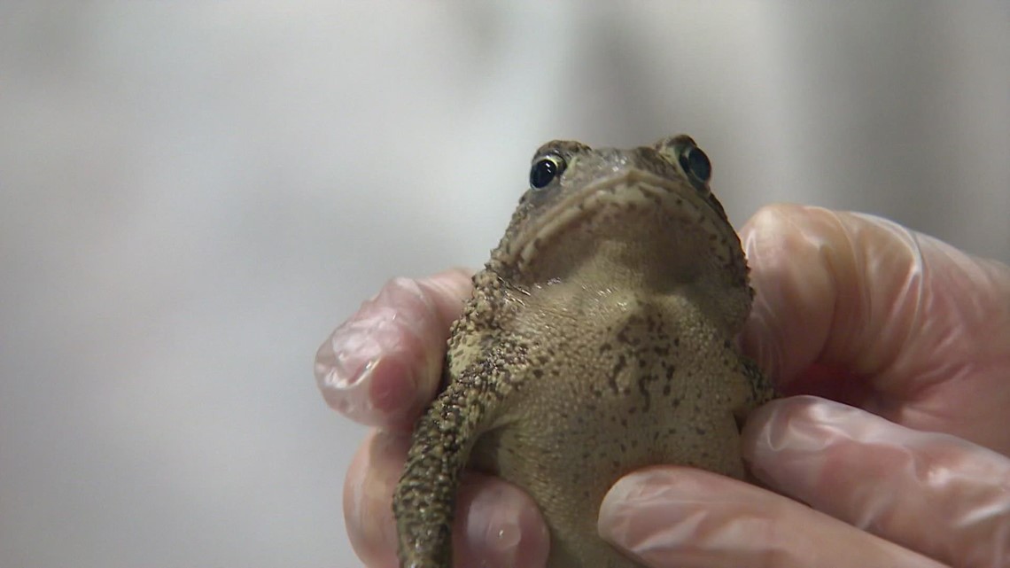 Fort Worth Zoo: IVF for Houston Toads | kens5.com