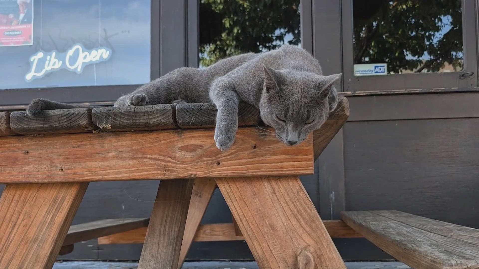 Dallas neighborhood mourns beloved bar cat | kens5.com