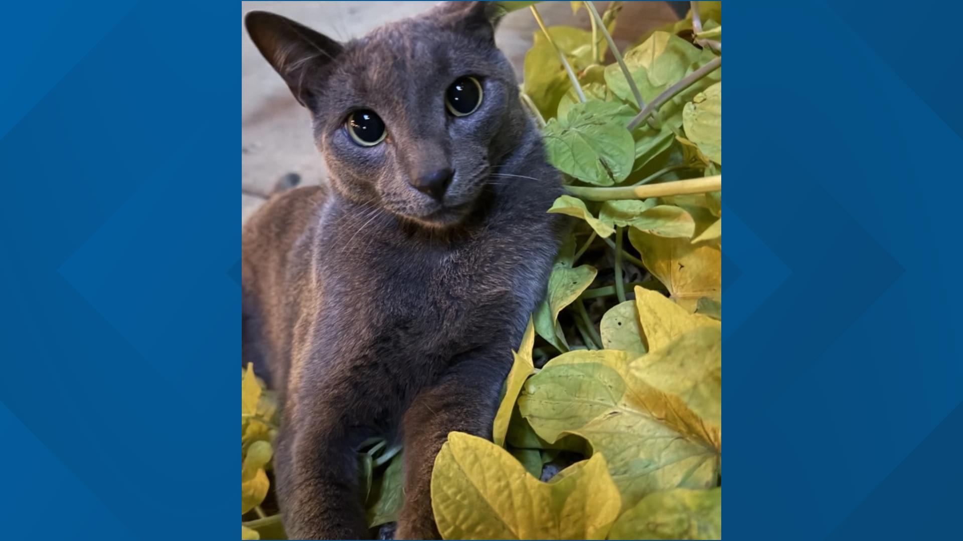 Dallas neighborhood mourns beloved bar cat | kens5.com