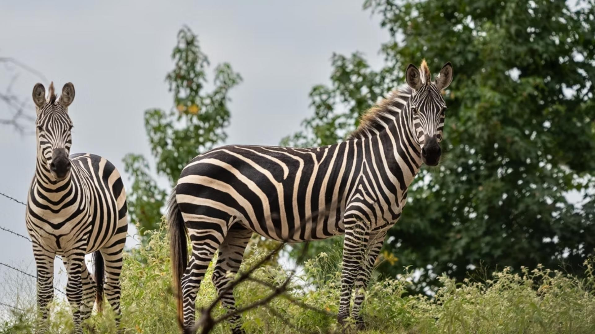 Texas ranches for sale: Karns Ranch with buffaloes, zebras sells near ...