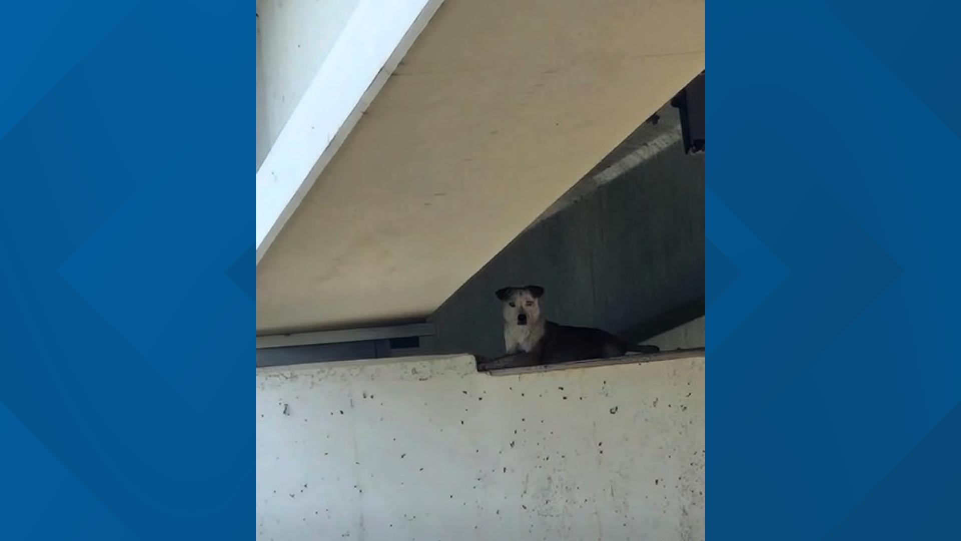 Texas emergency responders save dog stuck on pillar underneath bridge ...