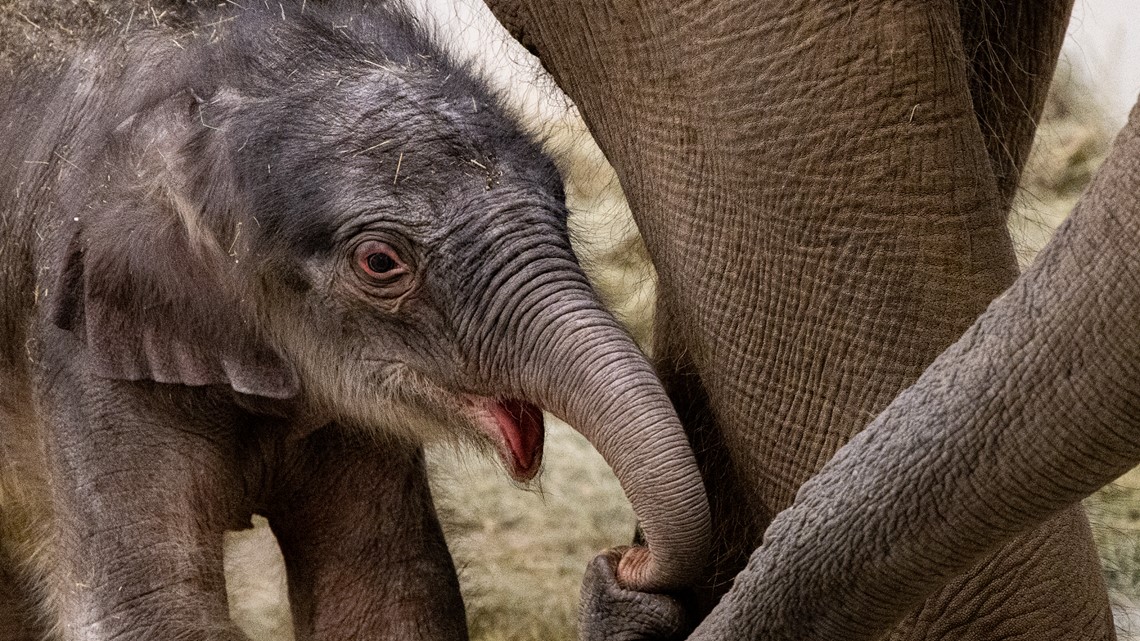 Fort Worth Zoo welcomes birth of Asian elephant calf | kens5.com