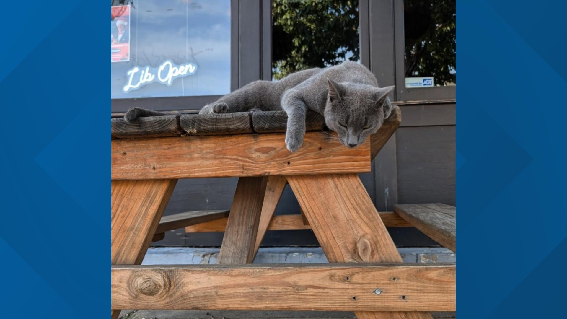 Dallas neighborhood mourns beloved bar cat | kens5.com
