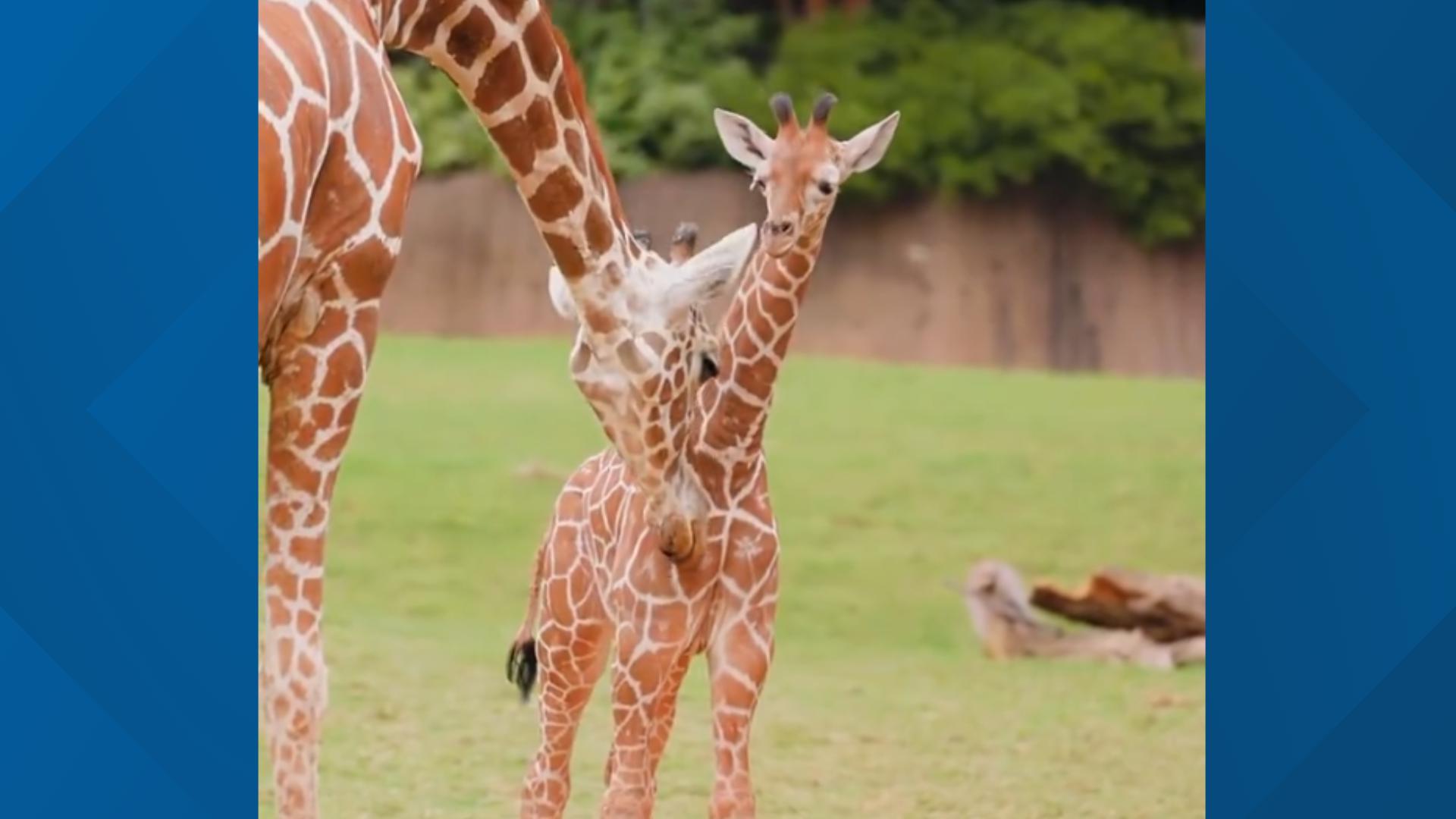 New baby giraffe born at Fort Worth Zoo | kens5.com