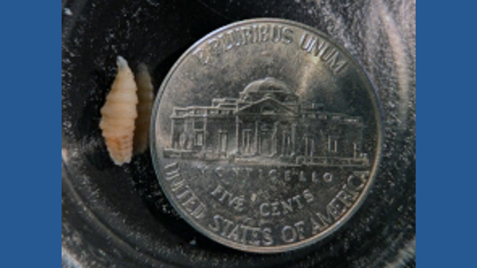 Dangerous fly threatening people and livestock making its way towards ...