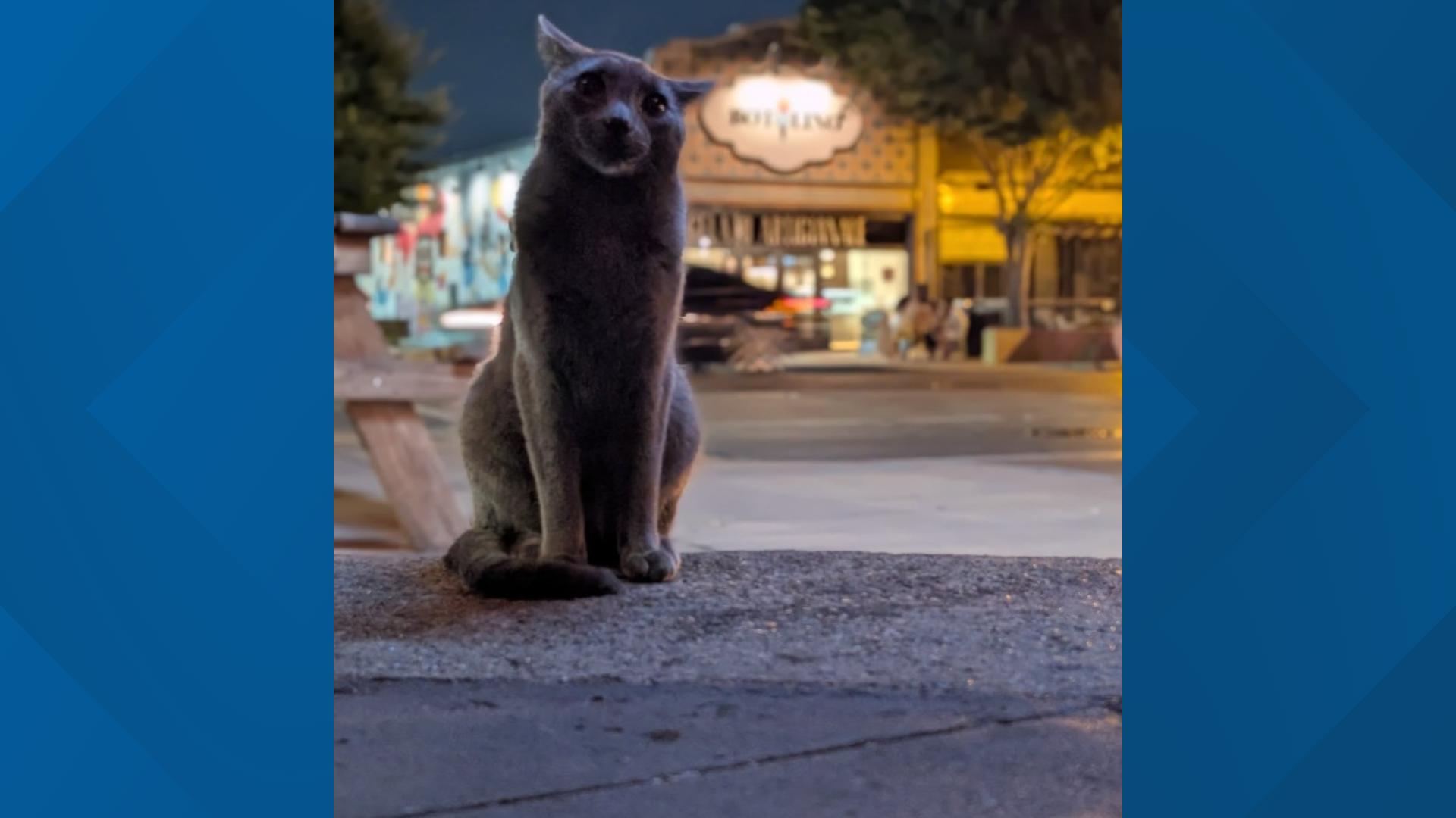 Dallas neighborhood mourns beloved bar cat | kens5.com