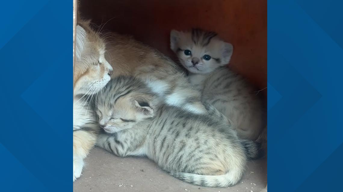 Adorable baby sand cats make first appearance at North Carolina Zoo ...