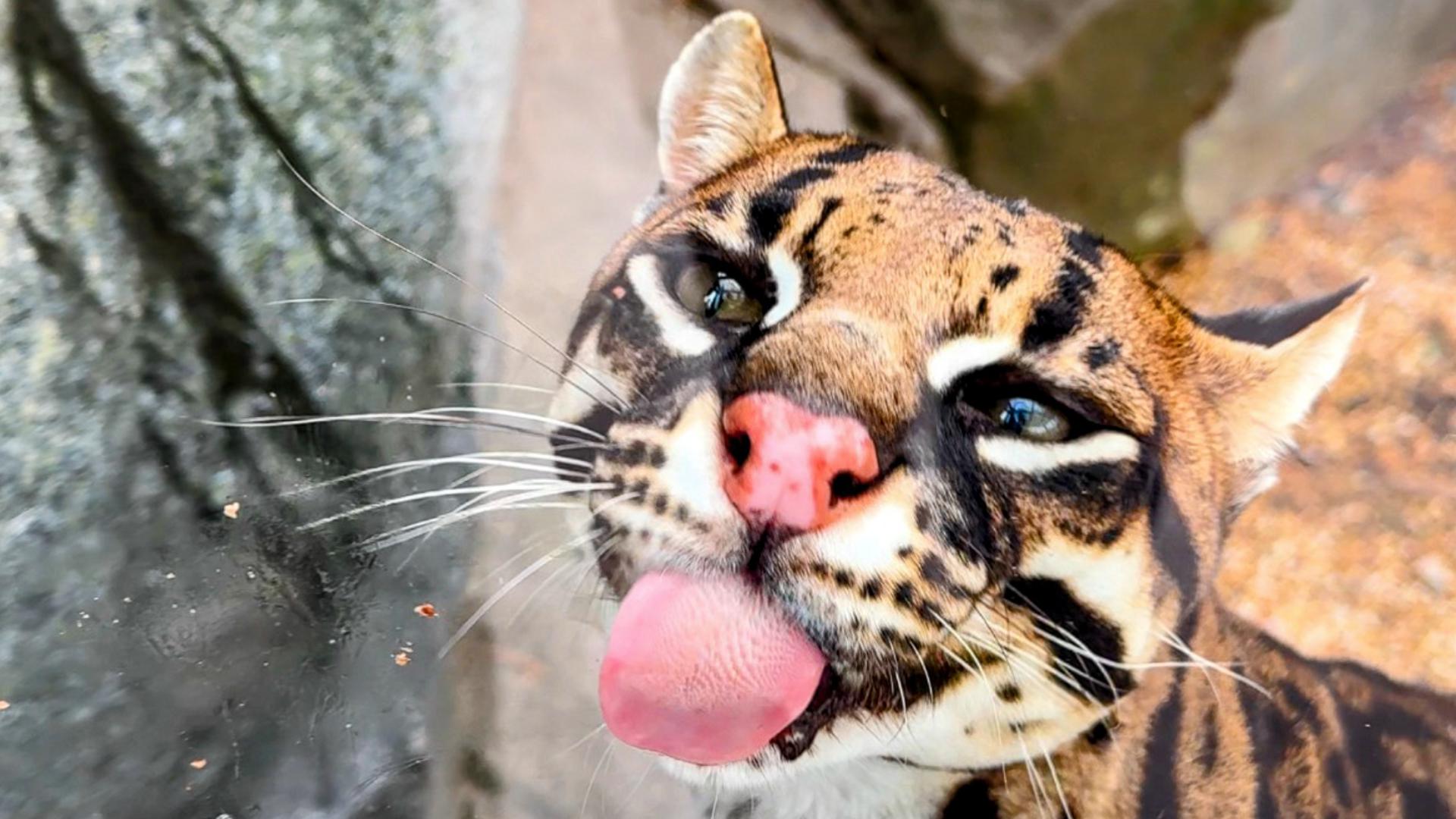 North Carolina Zoo's last ocelot, Inca, dies at 21 years old | kens5.com