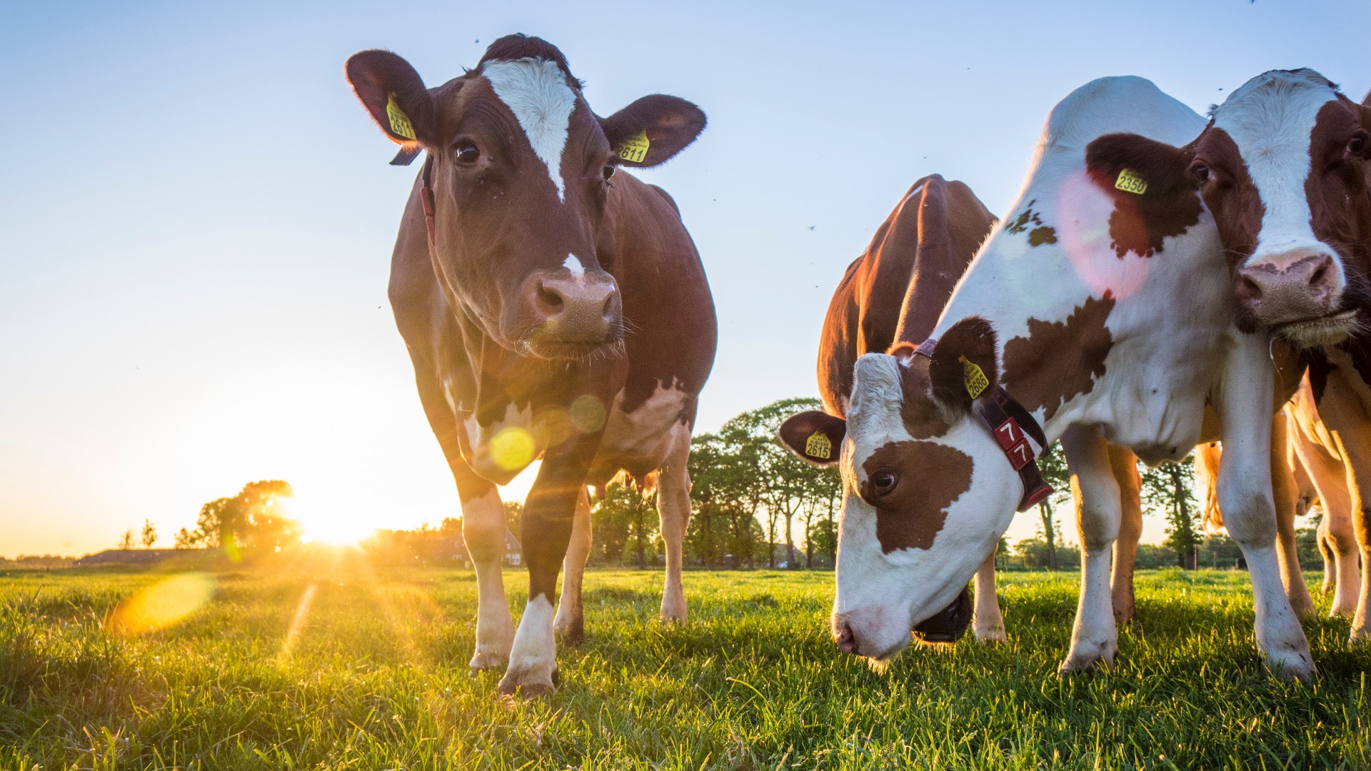 Cattle mutilation: 6 cows found dead with tongue cut out in Texas ...
