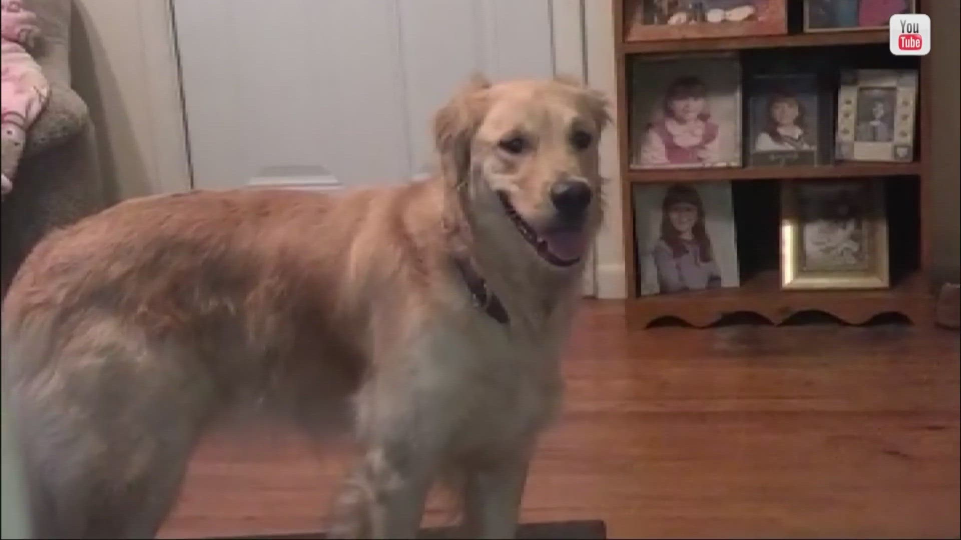 Lorain police officer shoots, kills dog; family expresses outrage ...