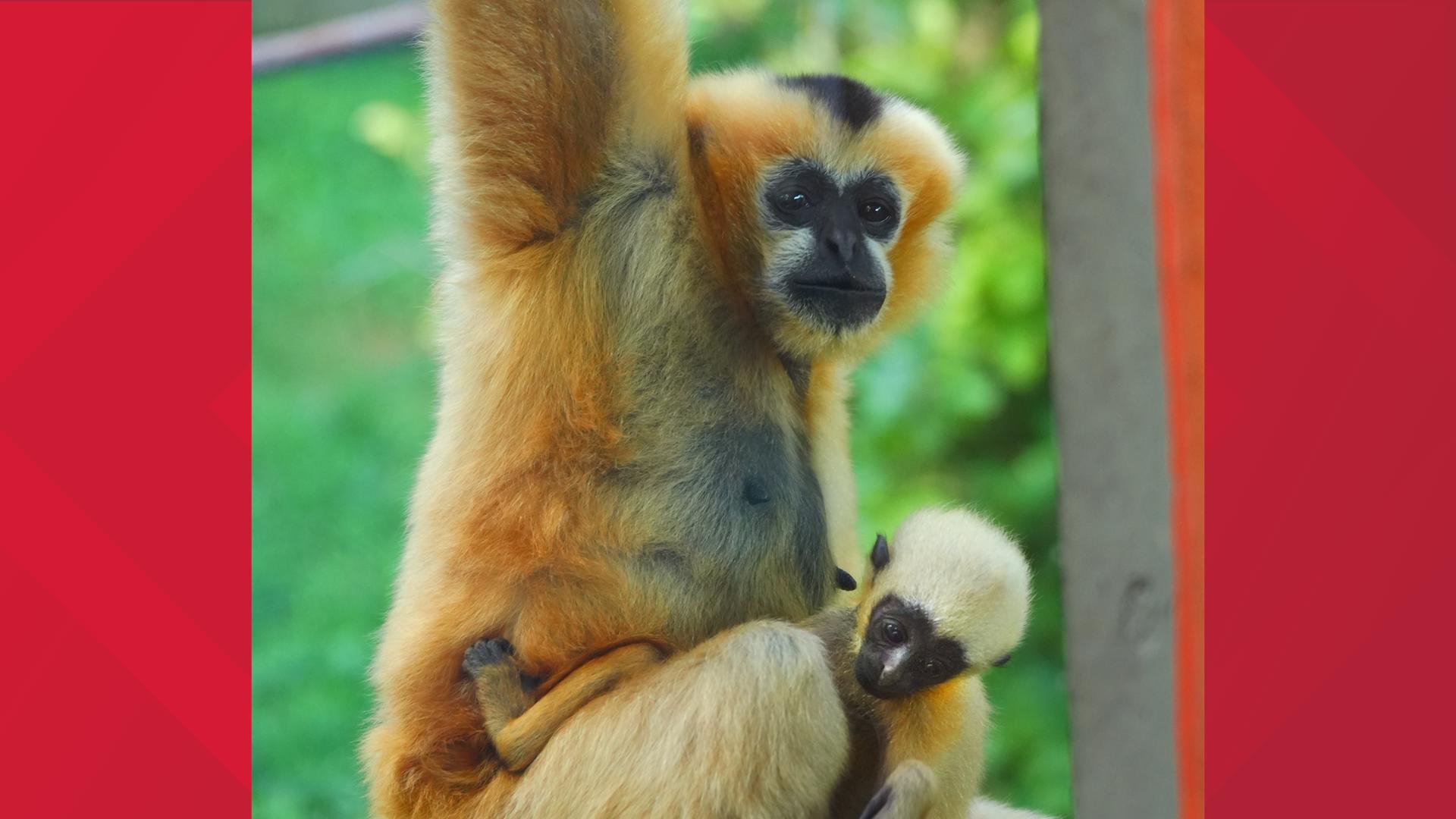 Akron Zoo announces name of new baby white-cheeked gibbon | kens5.com
