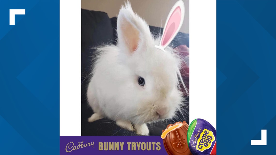 2023 Cadbury Bunny commercial: Ohio rabbit is contest finalist | kens5.com