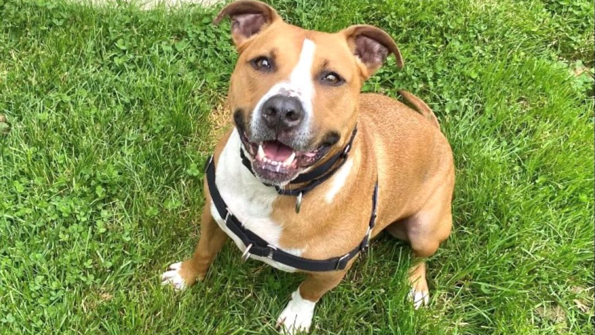 Dog waits years to be adopted in Northeast Ohio: Meet Hershel | kens5.com