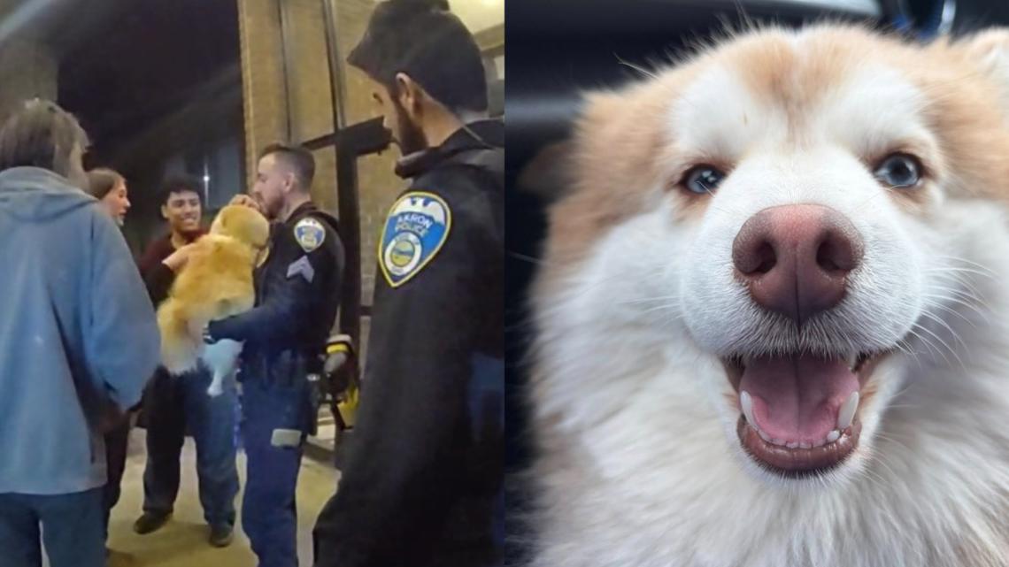 'Joyful reunion': Missing Akron dog Zeus reunited with owner after 7 ...