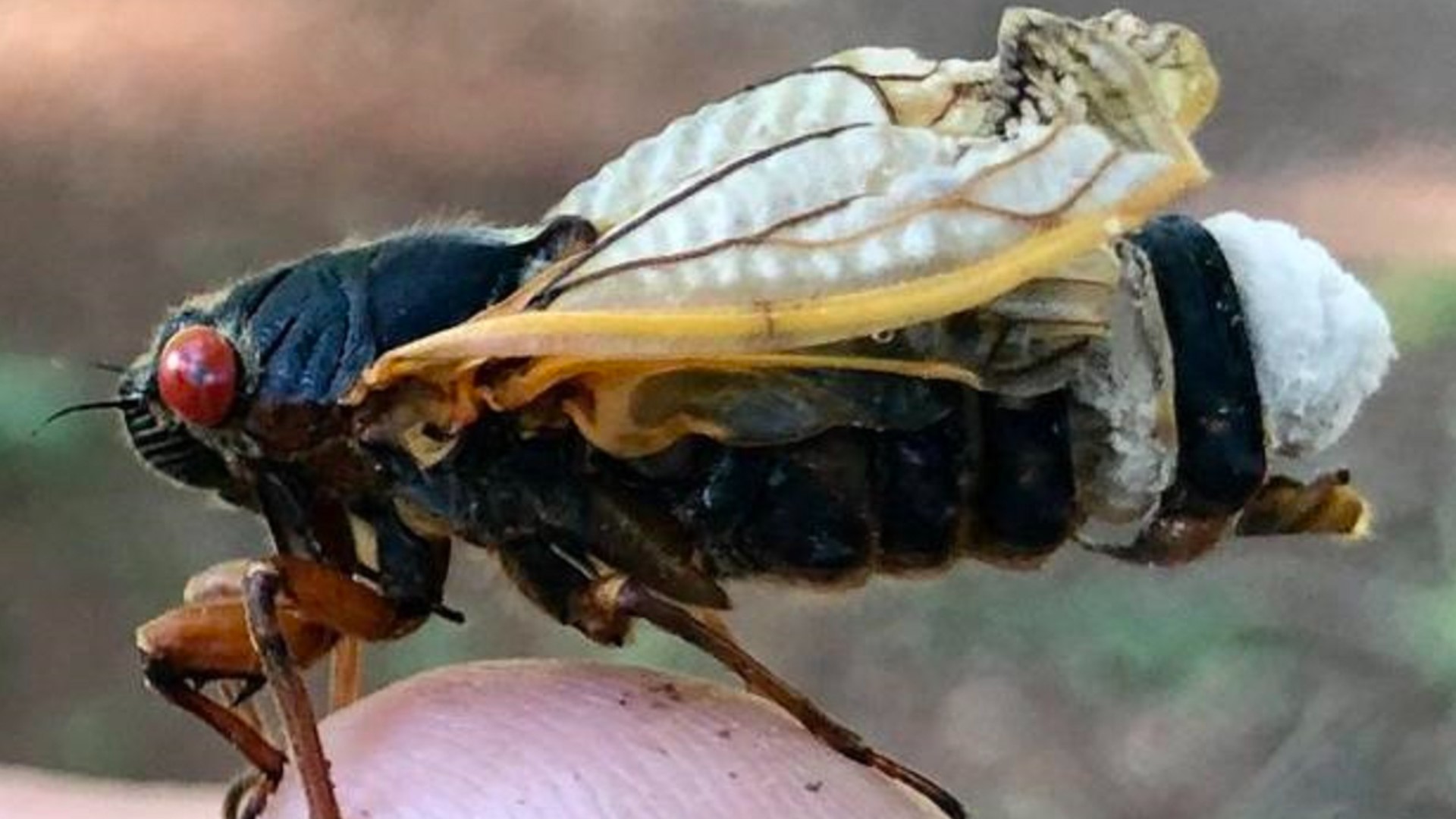 Hyper-sexual 'zombie cicadas' expected to emerge this spring | kens5.com