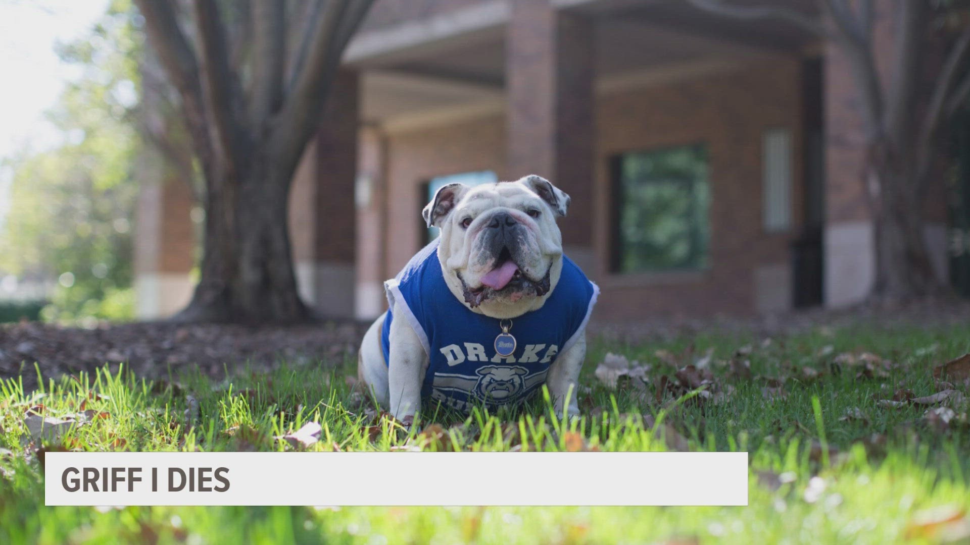 Drake University's retired mascot Griff I dead at 11 years old | kens5.com