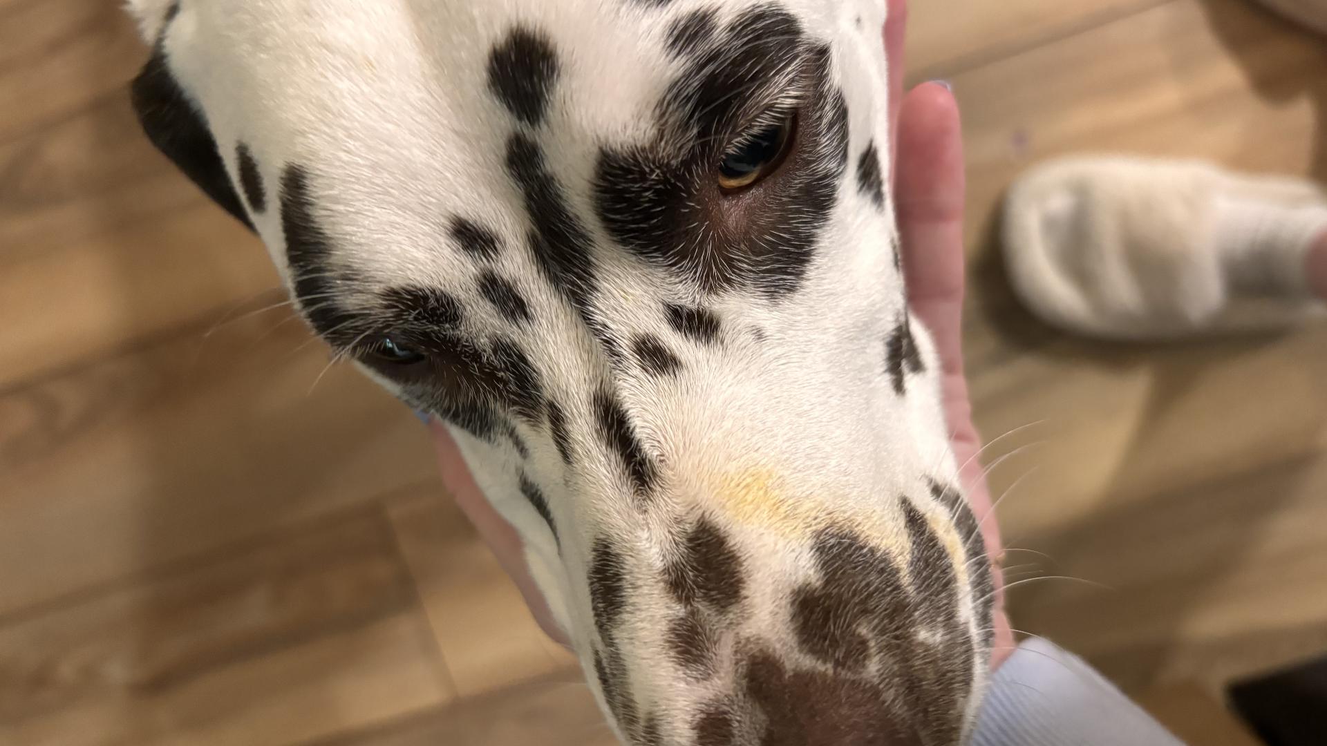 Anderson postman caught on video pepper-spraying dog | kens5.com