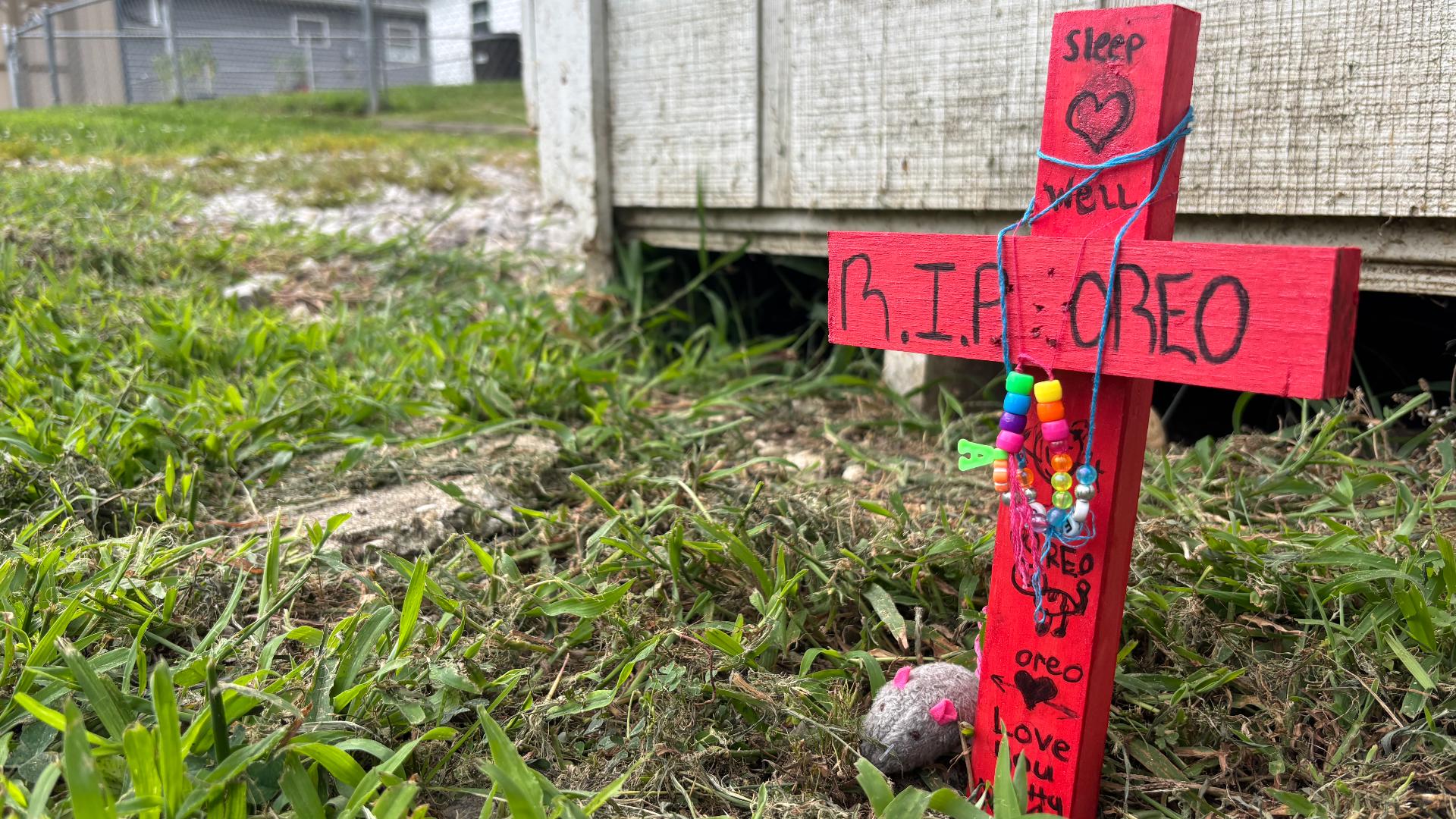 Beech Grove man charged for killing neighbor's cat named Oreo | kens5.com