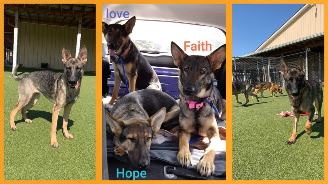 Adoptions begin for German shepherds rescued from Indiana breeder ...