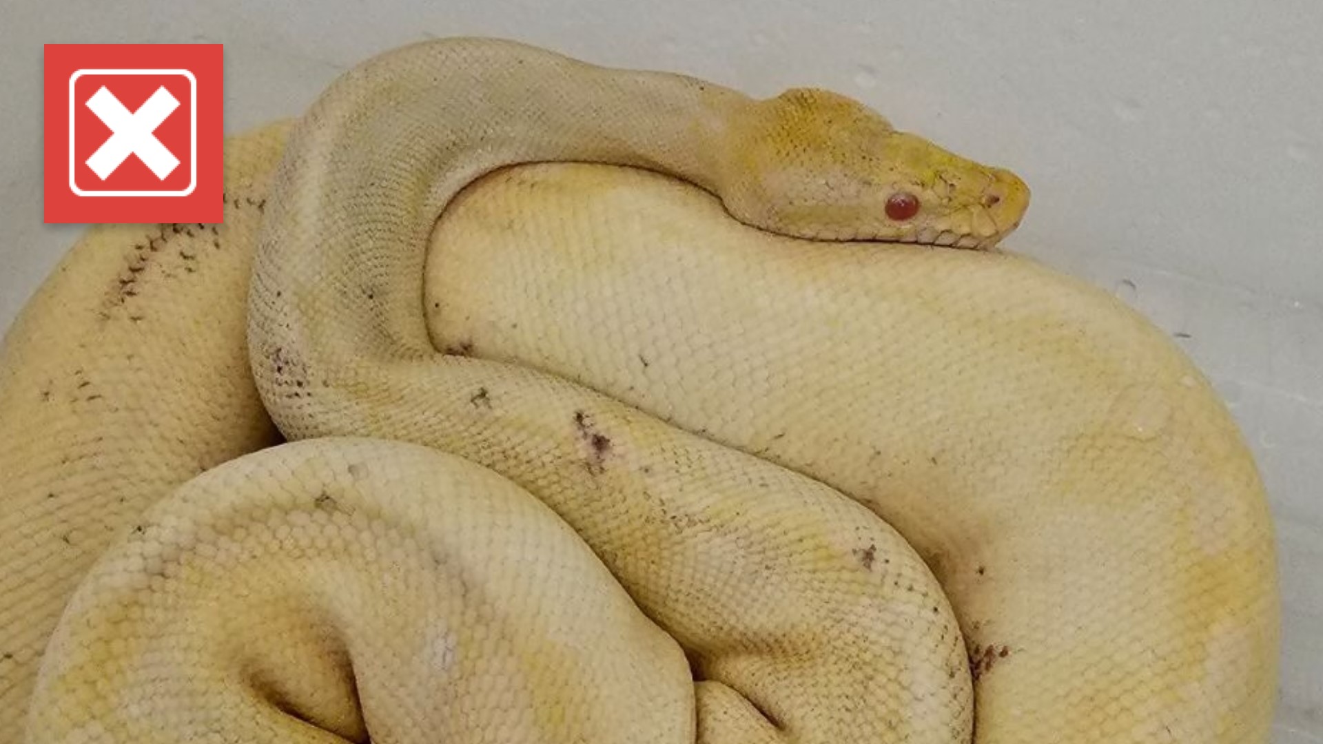 Can pythons released in St. Augustine survive? Did they breed? | kens5.com