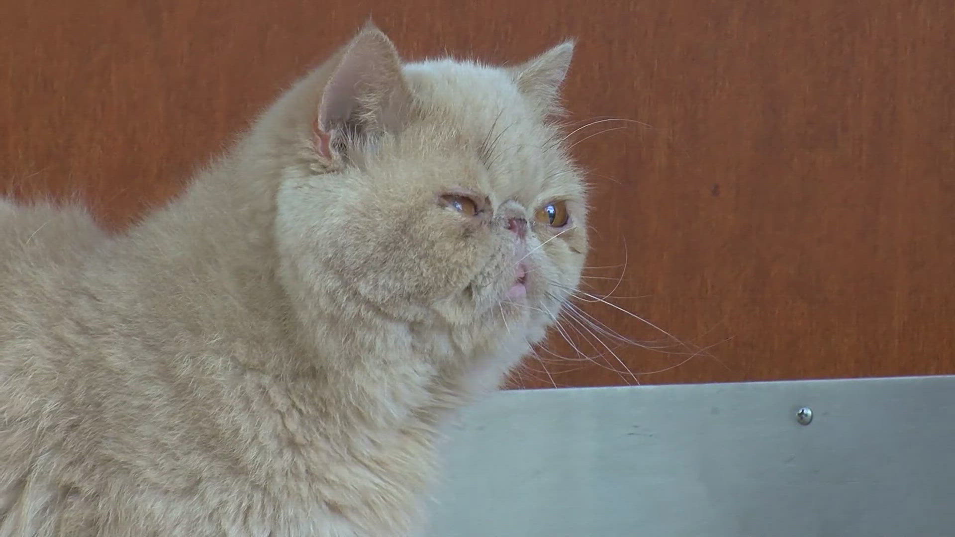 BGSU football's locker room cat goes viral | kens5.com