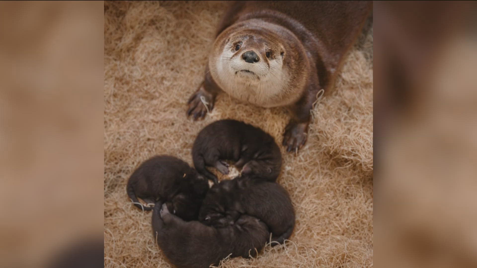 Baby river otters born at Toledo Zoo | kens5.com