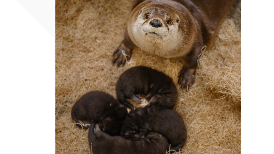 Baby river otters born at Toledo Zoo | kens5.com