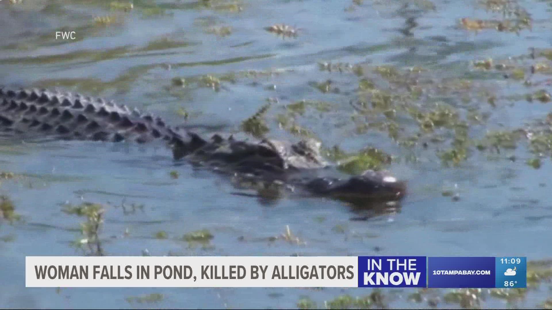 Woman killed by alligators after falling into Florida pond | kens5.com