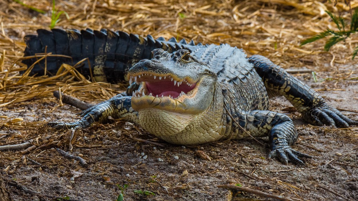 Dogs alert South Florida man of half-ton gator in his backyard | kens5.com