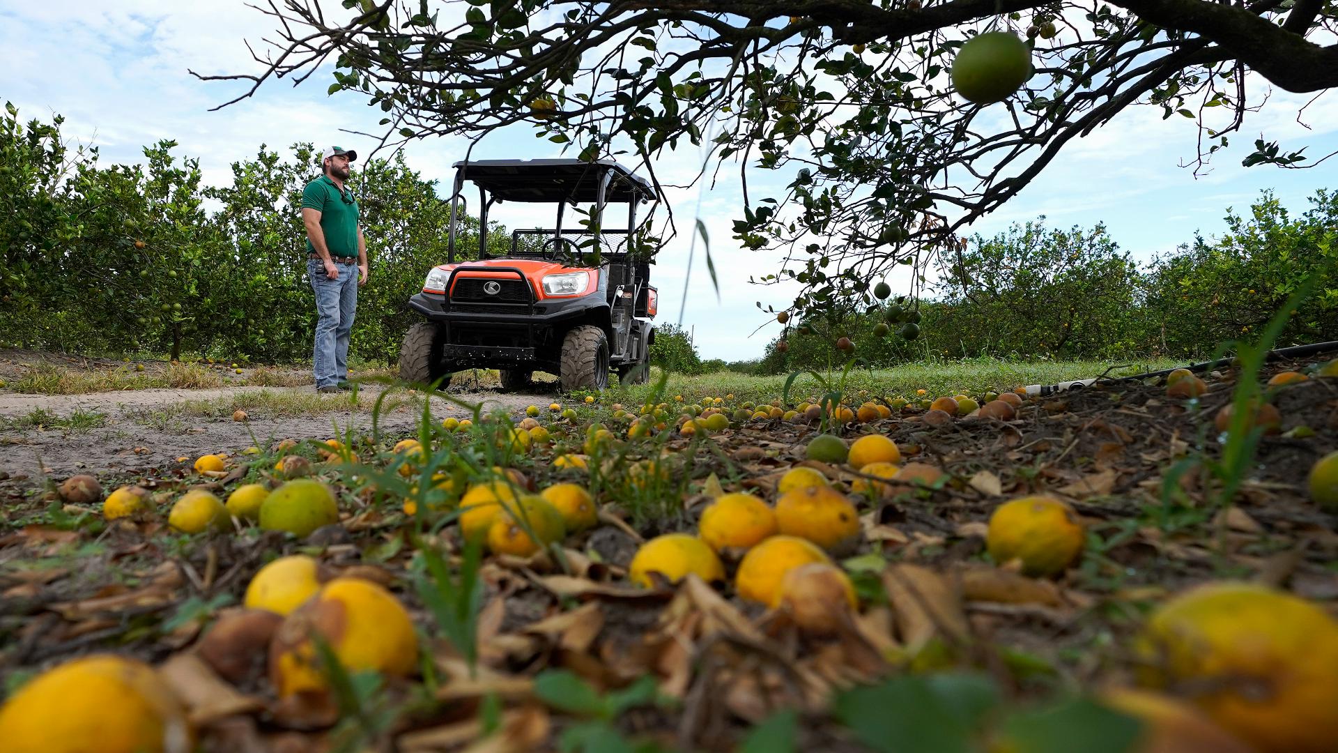 Major Florida citrus grower ending operations due to hurricanes, tree ...