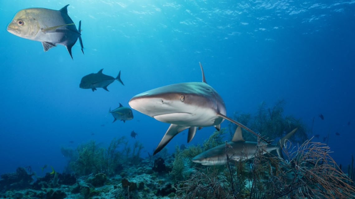 Shark bites surfer's face at New Smyrna Beach, Florida | kens5.com