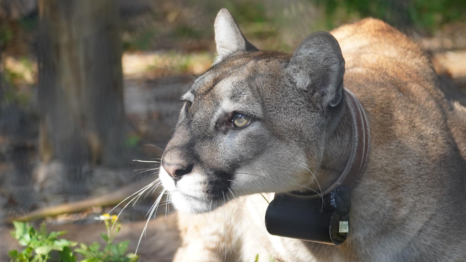 ZooTampa takes in injured Florida panther as its newest resident ...