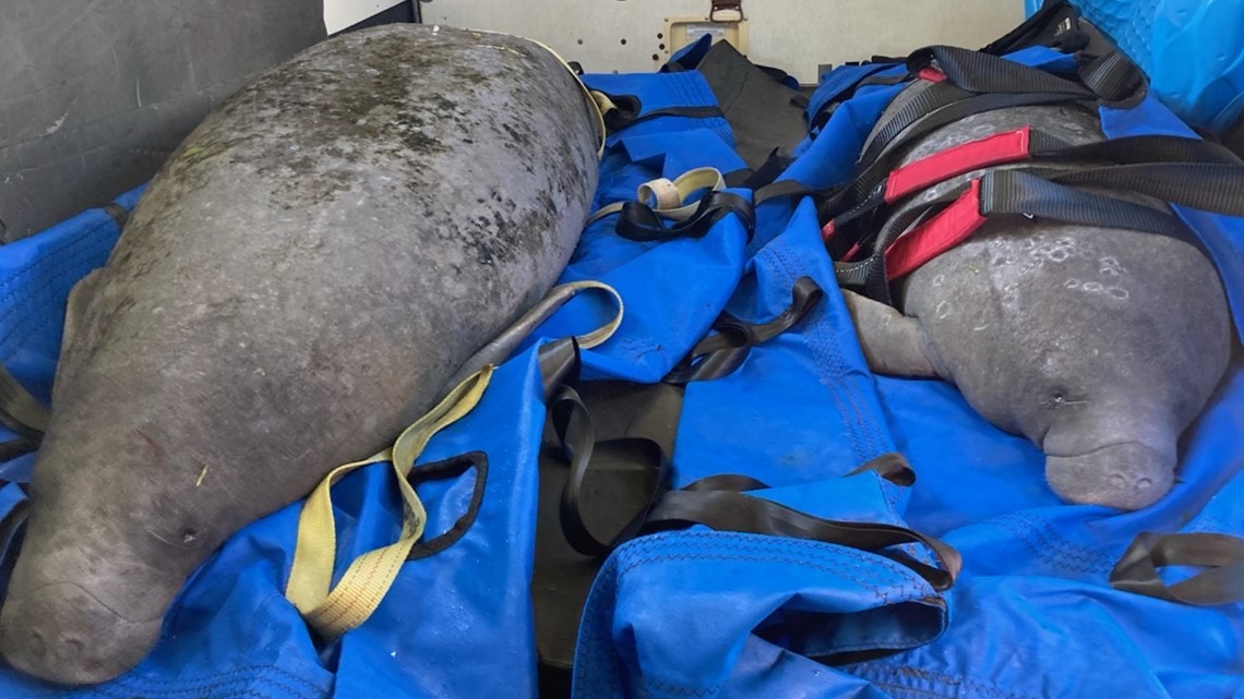 Injured mother manatee dies during transport, calf at ZooTampa | kens5.com