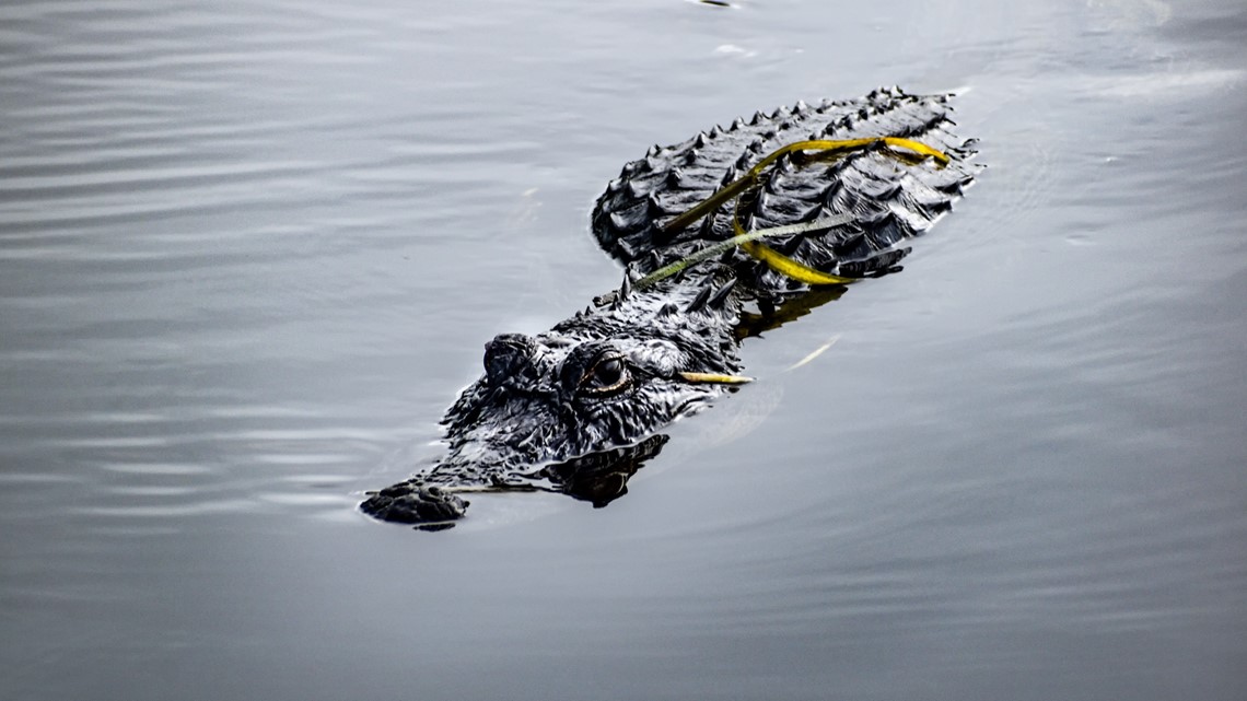 Florida alligator bites snorkeler in public swimming area | kens5.com