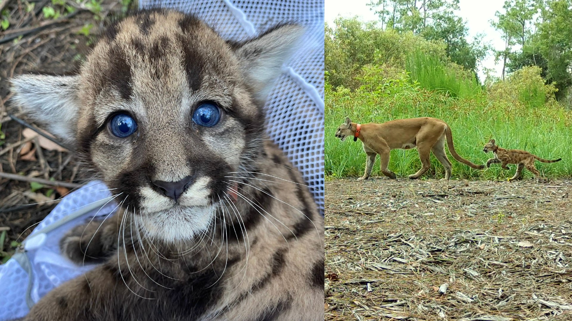 Baby Florida panther kittens help biologists study species | kens5.com
