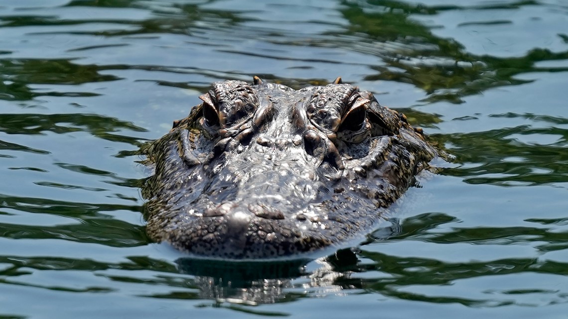 Woman killed by alligators after falling into Florida pond | kens5.com