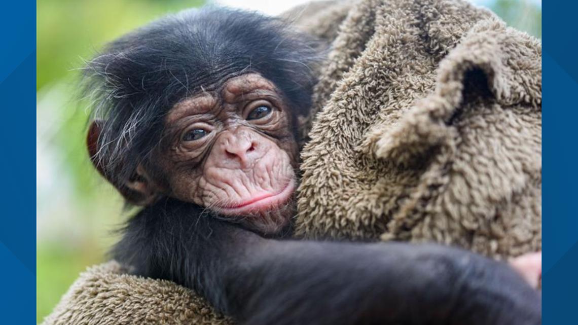 Baby chimp is born at Maryland Zoo | kens5.com