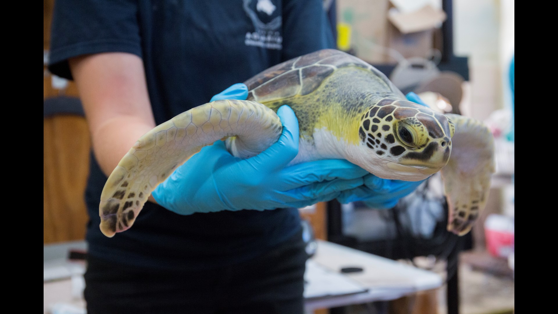 What sea turtles can you find in Texas? | kens5.com