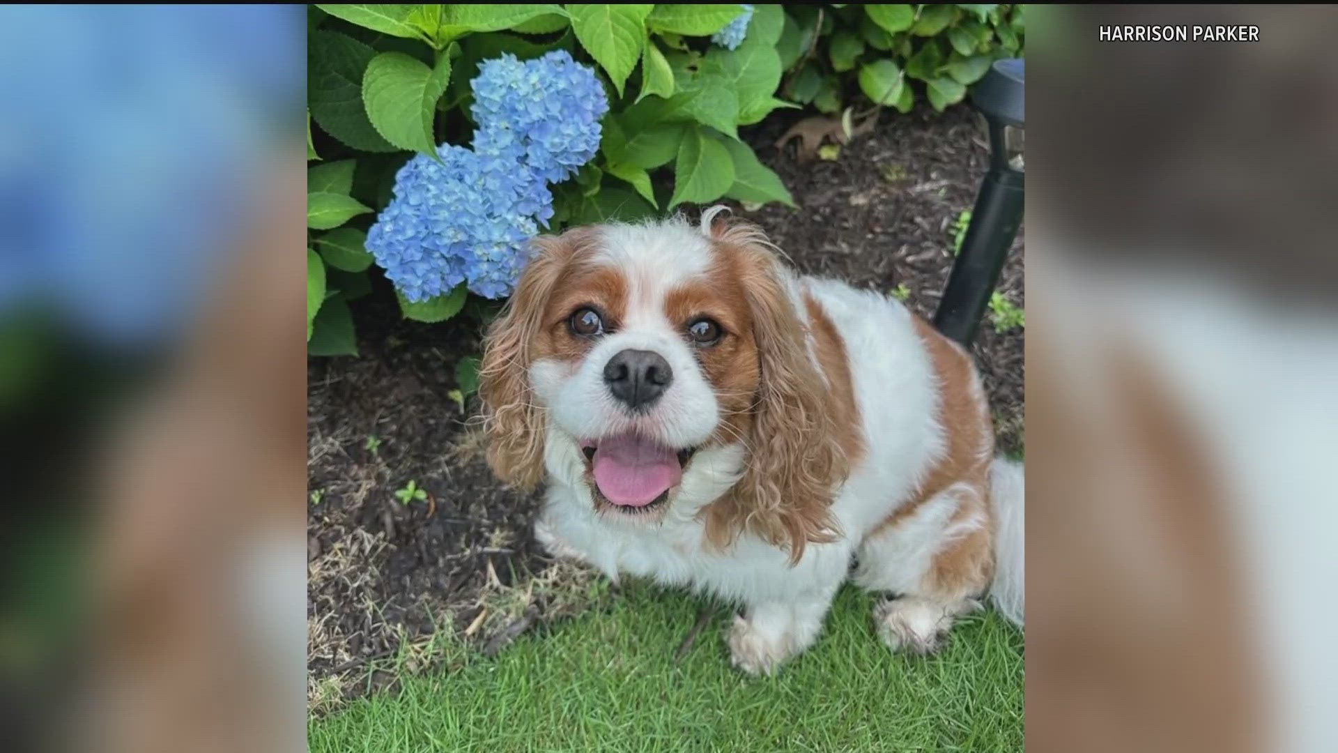 Owner of dog killed by actor Tyrese Gibson's dogs in Buckhead upset for ...