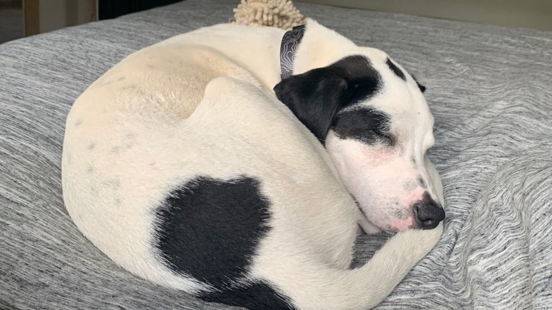 Georgia dog lost in South Carolina back in the state | kens5.com