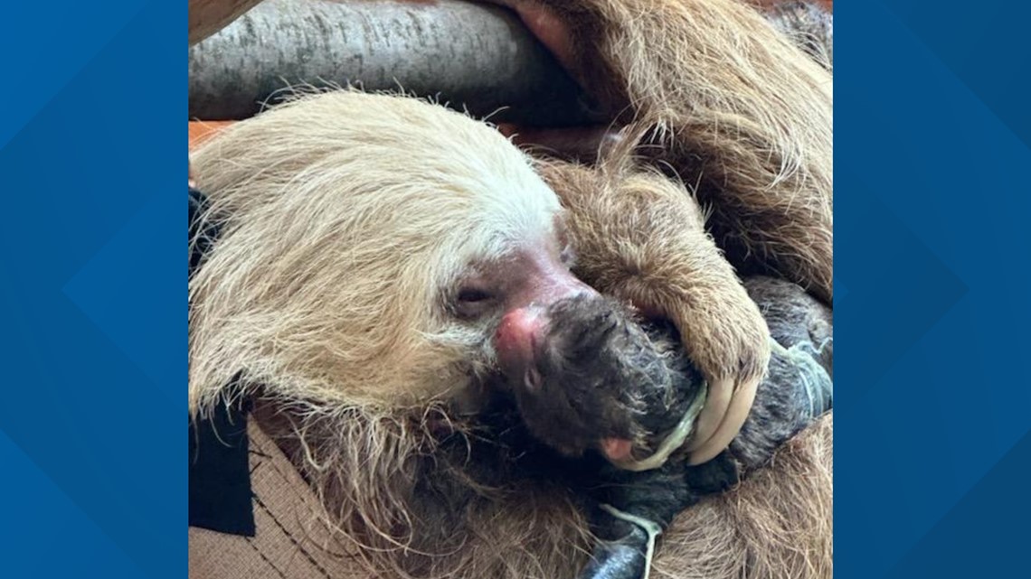 Zoo Atlanta new baby sloth | kens5.com