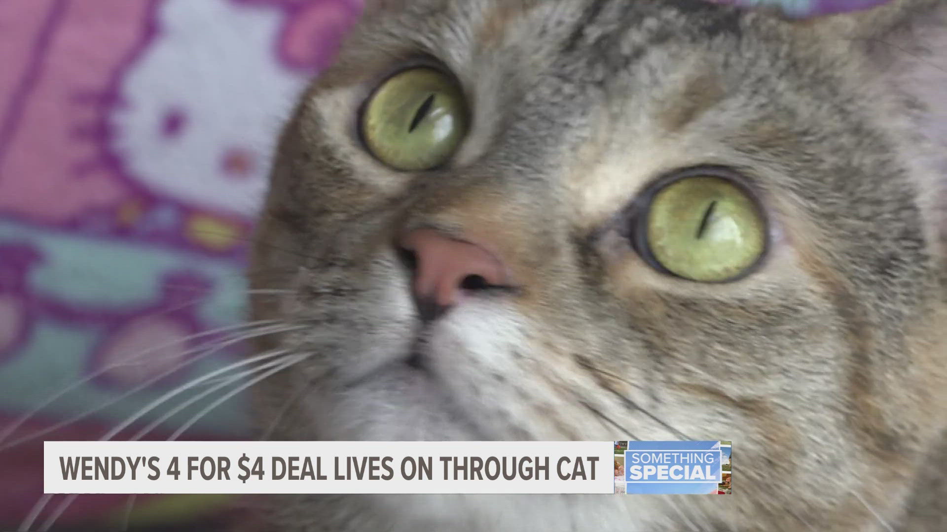 Walker cat wins wacky pet name contest | kens5.com